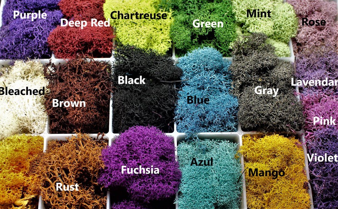 Preserved Reindeer Moss - Assorted Colors, 2 Oz Bag for Terrariums ...