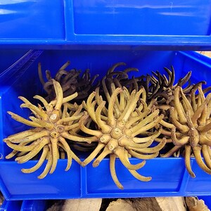 Spider Gum Claw Pods | Bag of 3 Natural Dried Pods - Etsy