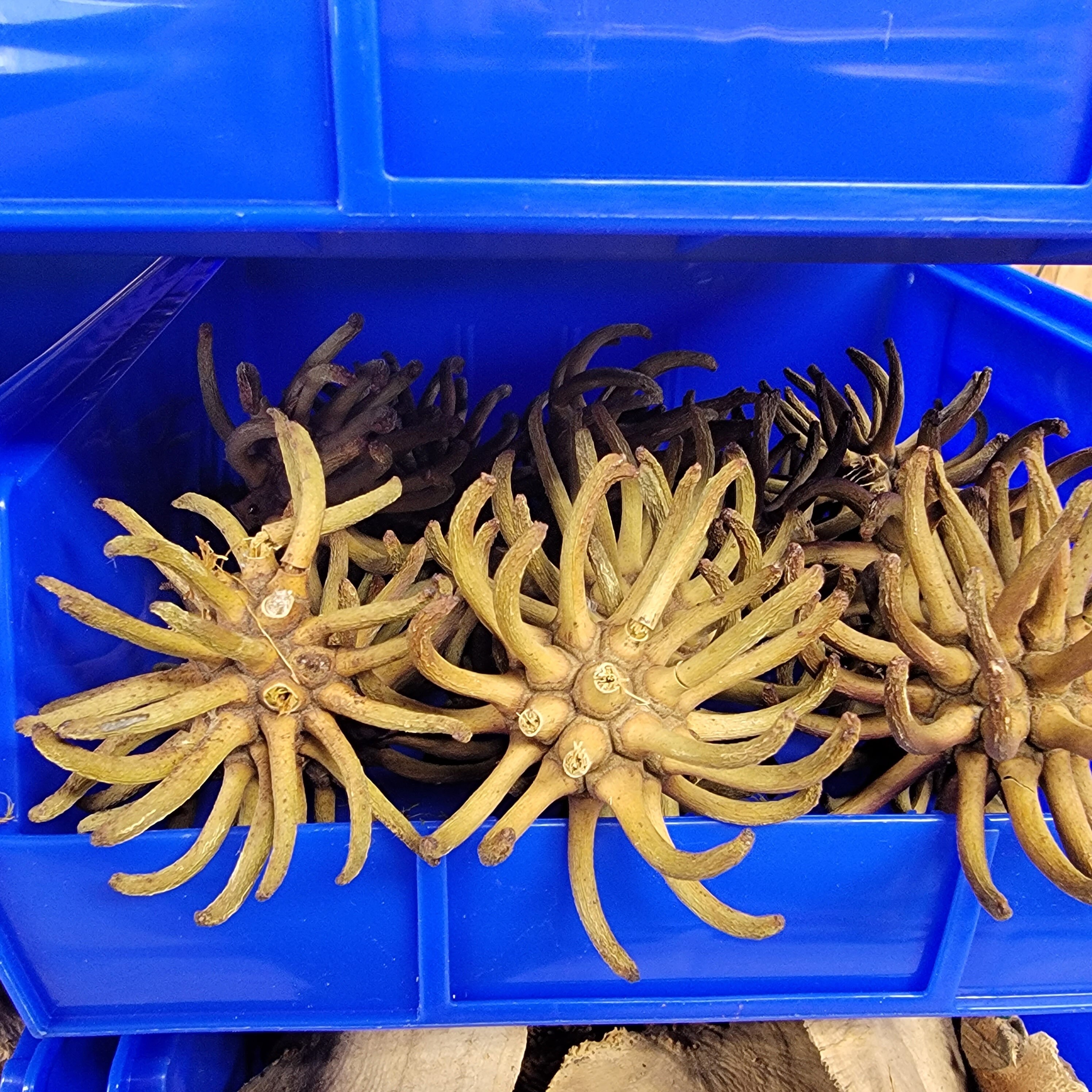 Spider Gum Claw Pods | Bag of 3 Natural Dried Pods - Etsy