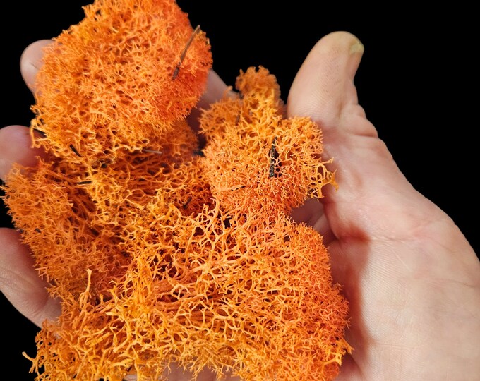 Orange Reindeer Moss-preserved Lichens | 1 OR 2 Oz Bag | Soft Reindeer ...