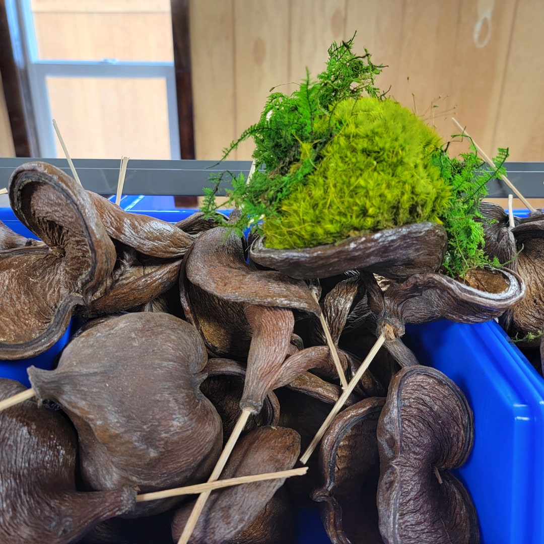 Badam Pod | Samrong Pod | Split Nut Pod | Dried Botanical - Etsy