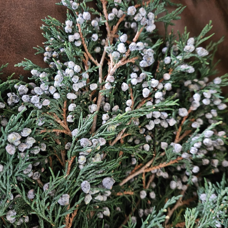 Preserved Berry Juniper - Etsy
