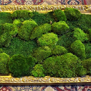 Mood Moss Preserved-gallon Bag Full Real Moss-floral Supplies-wedding ...