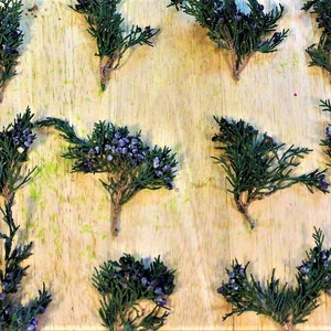 Preserved Juniper | Blueberry Juniper | Christmas | Aromatic Juniper-10 ...