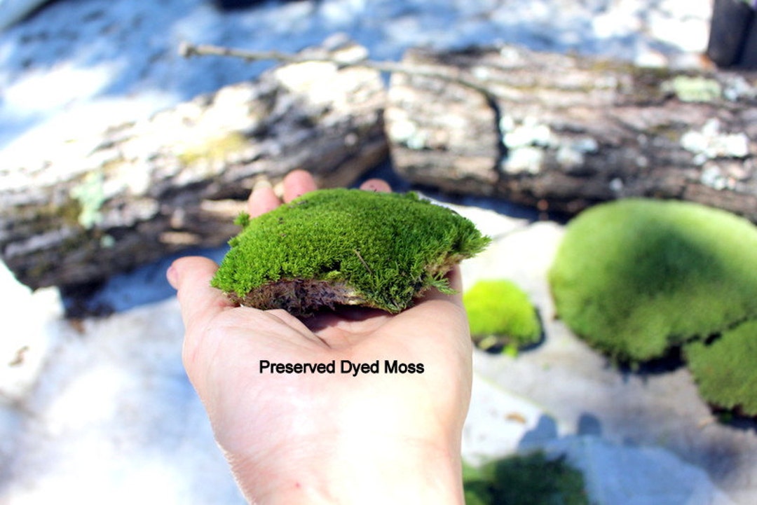 Pillow Moss Preserved Moss-small Pillow Moss Sections-cushion Moss-no ...