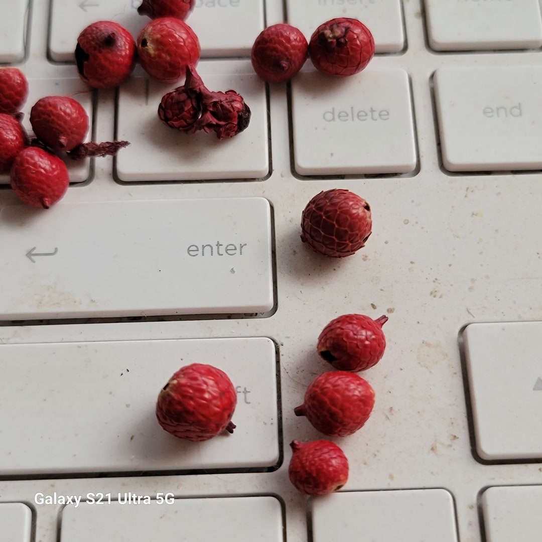 Canella Berry Pods - Bag Contains 1 Oz - Red or Orange - Loose Berries ...