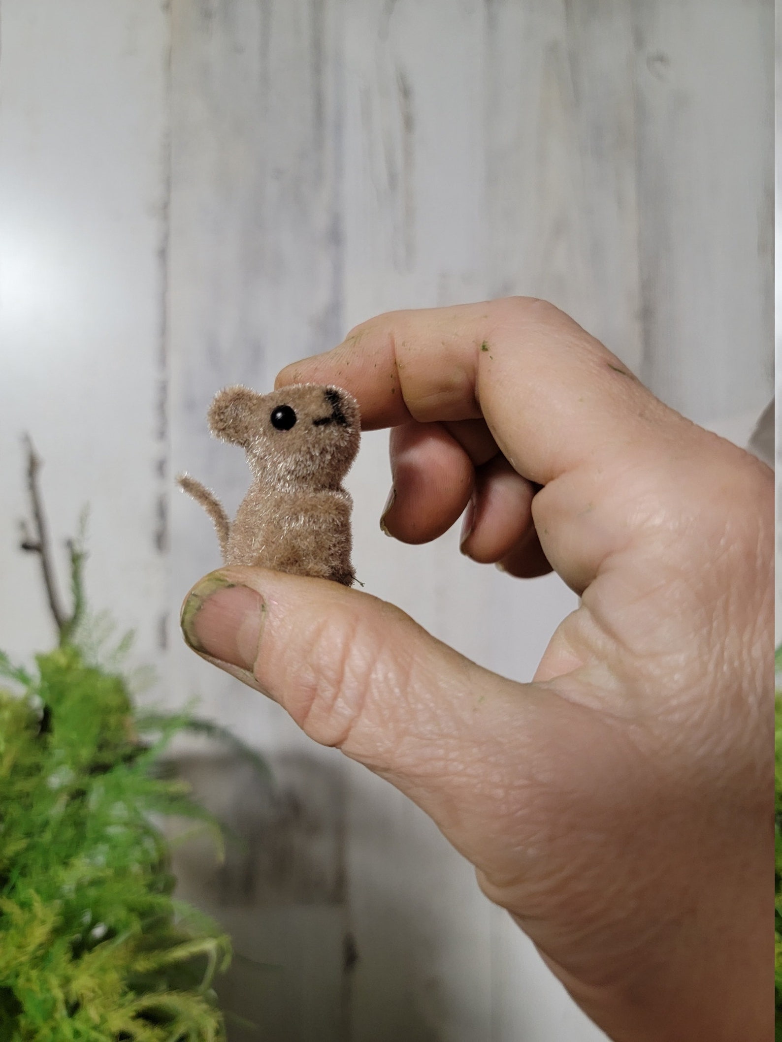 Spidergum Claw Pod With Preserved Moss and Tiny Mouse With - Etsy