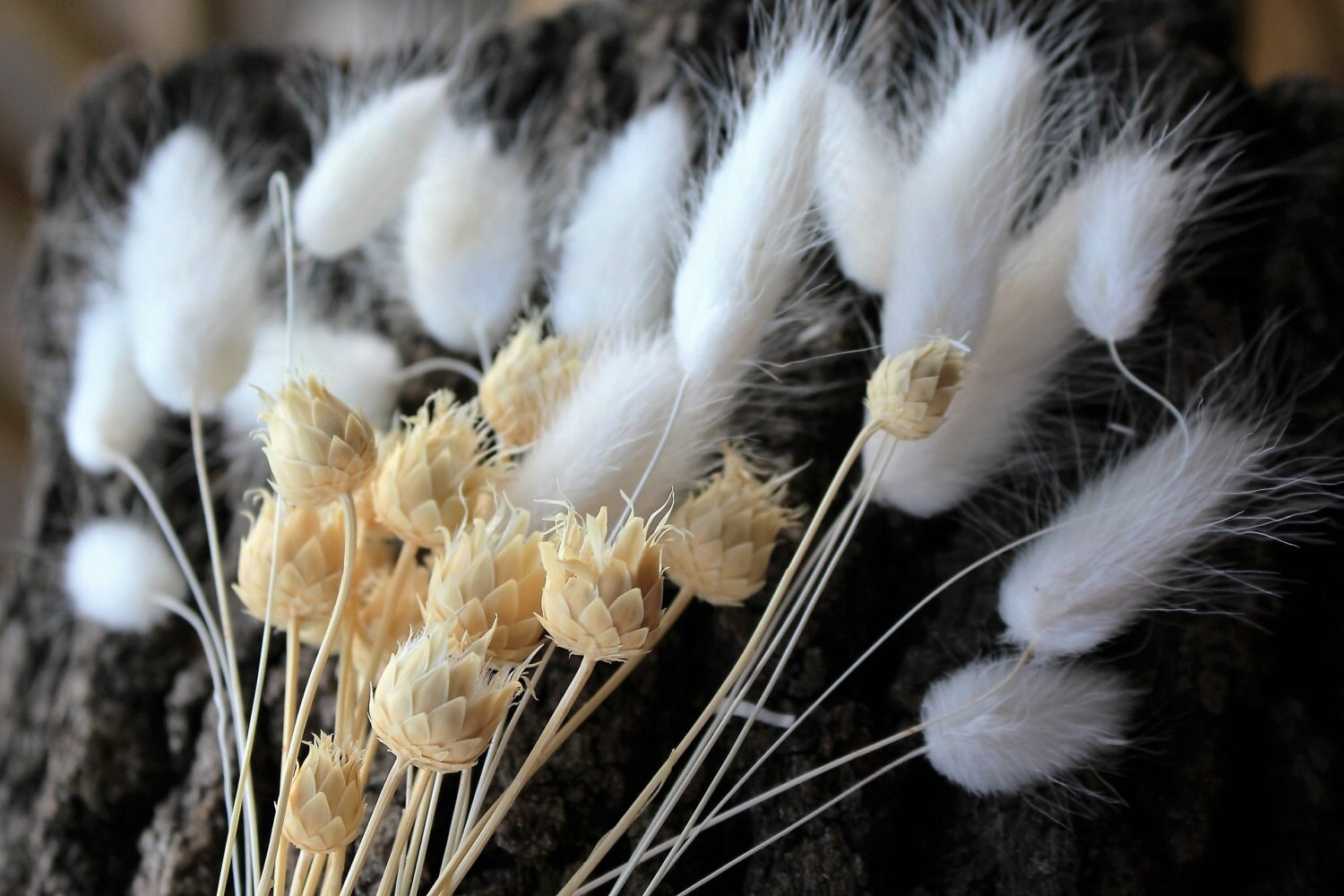 25 Bleached Bunny Tails Or-chocolate Bunny Tails-dried Floral | Etsy