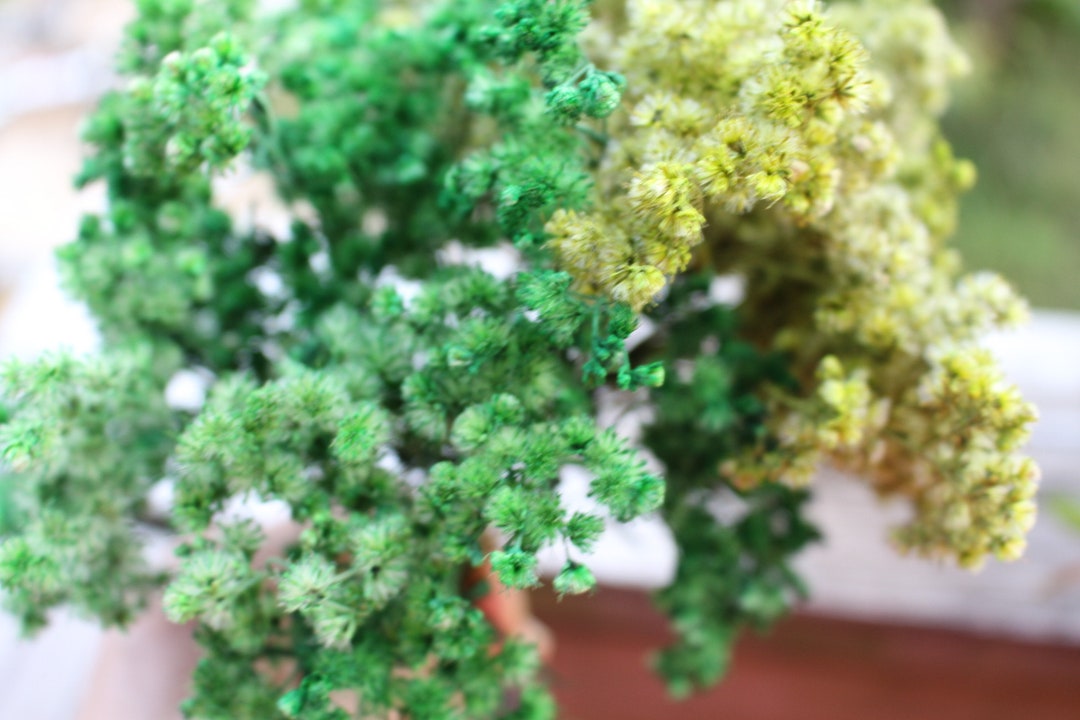 Green Flowers-5 Soft Fluffy Flower Stems Choose Lighter Greens Darker ...