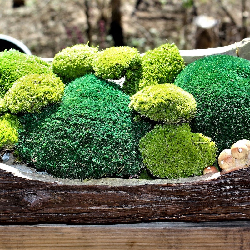 Preserved Moss - Etsy