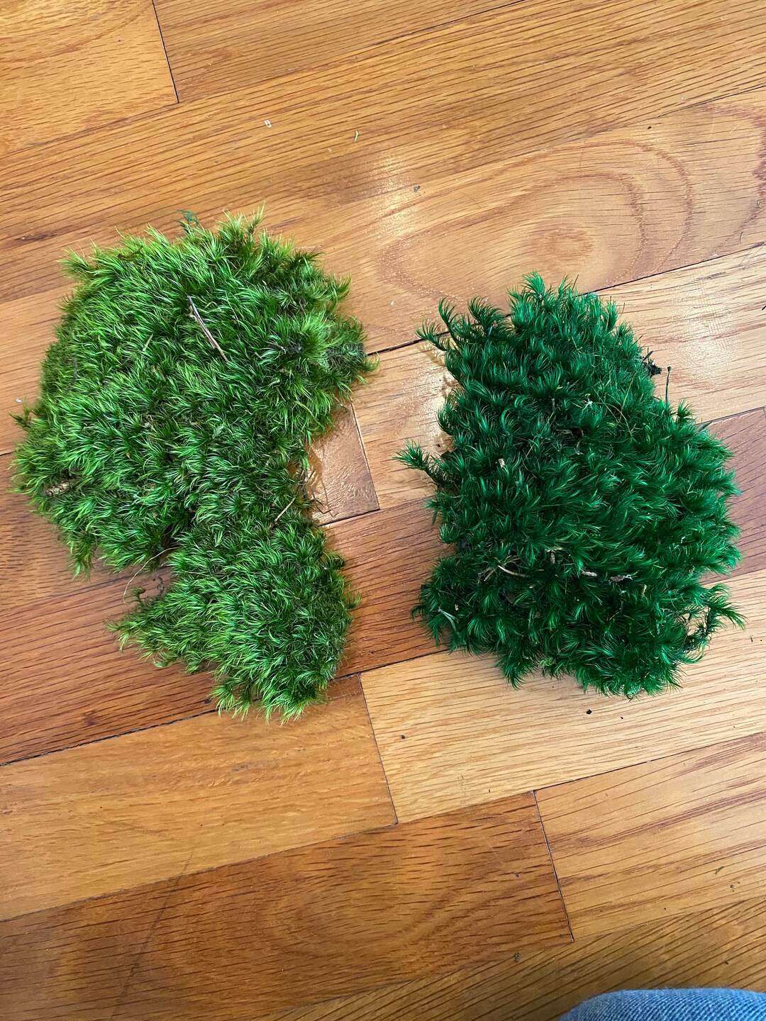 Mood Moss Preserved-gallon Bag Full Real Moss-floral - Etsy