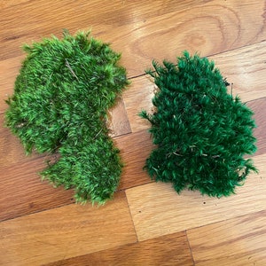 Mood Moss Preserved-gallon Bag Full Real Moss-floral Supplies-wedding ...