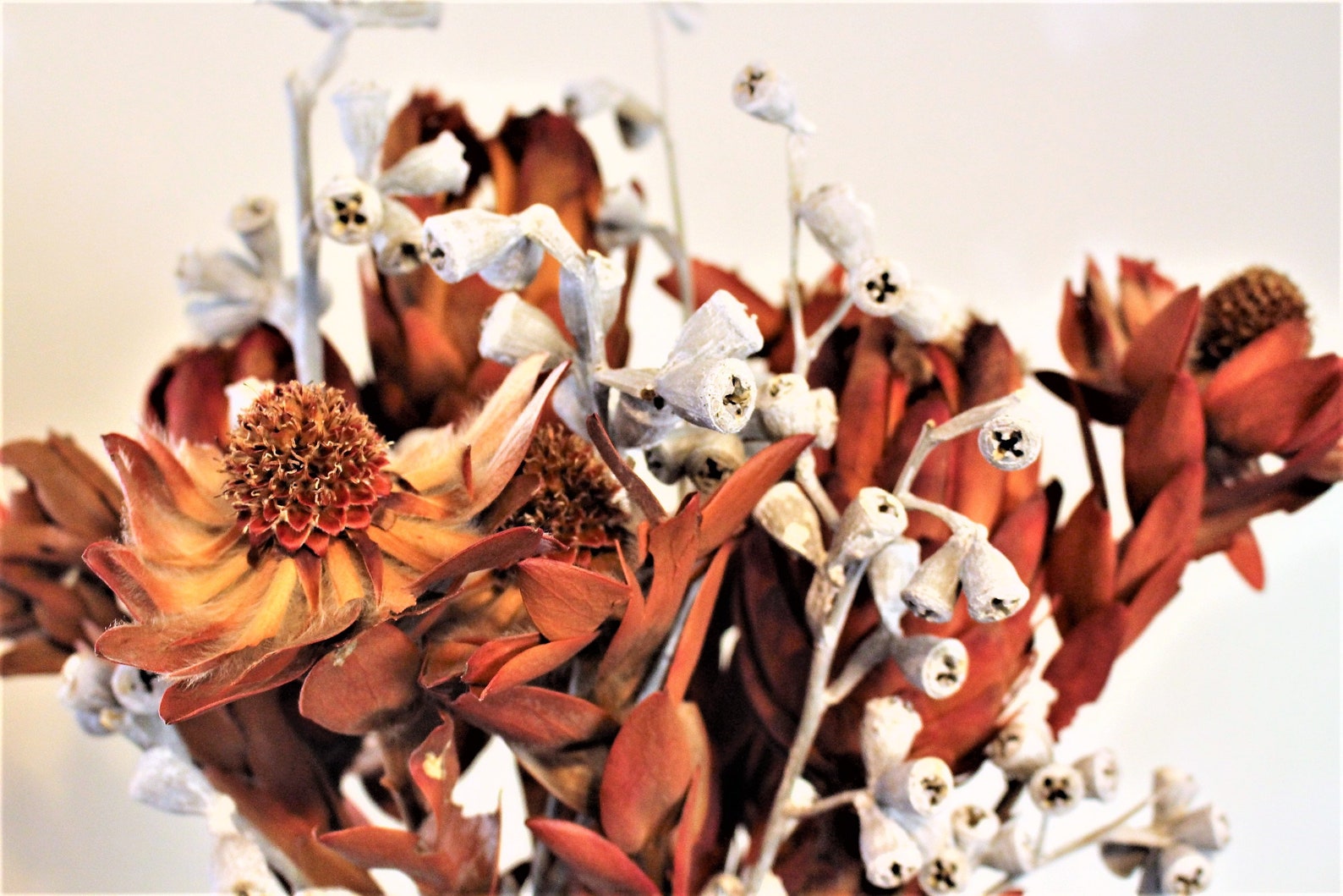 Conical Gum Branches Eucalyptus Pods White Washed or Bleached - Etsy