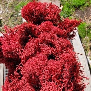 Preserved Reindeer Moss – Assorted Colors, Soft Craft Lichen (4 Oz Bag ...