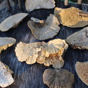 Sponge Mushrooms-choose 3 or 6 Dried Botanical-weird Spongy Looking ...
