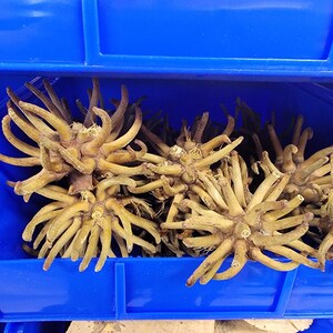 Spider Gum Claw Pods | Bag of 3 Natural Dried Pods - Etsy