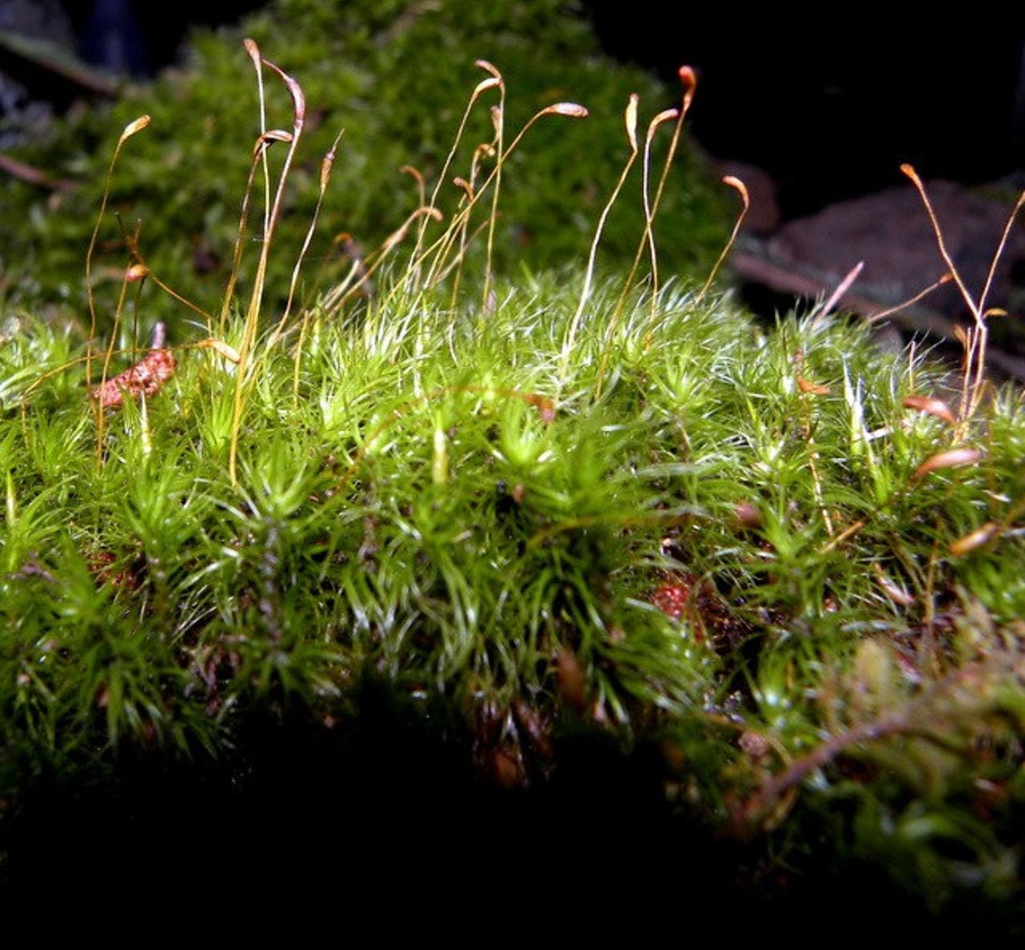 Live Moss-5 Gallon Bags of Mood Moss-frog Moss-live Moss for | Etsy