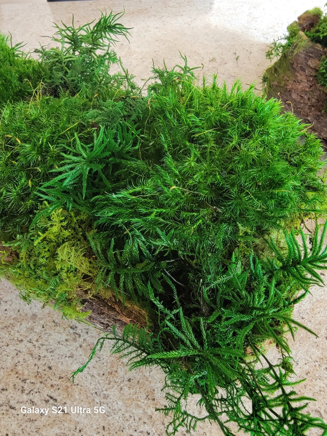 Preserved Moss & Wood Centerpiece: Colorado Grown, No Water Needed - Etsy