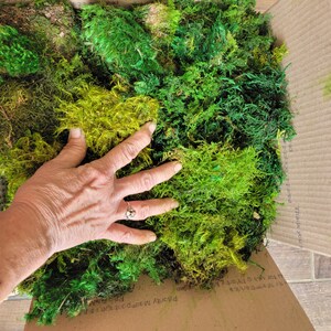 Mood Moss 4# Box Preserved - Sheet Moss Preserved - Fern Moss ...