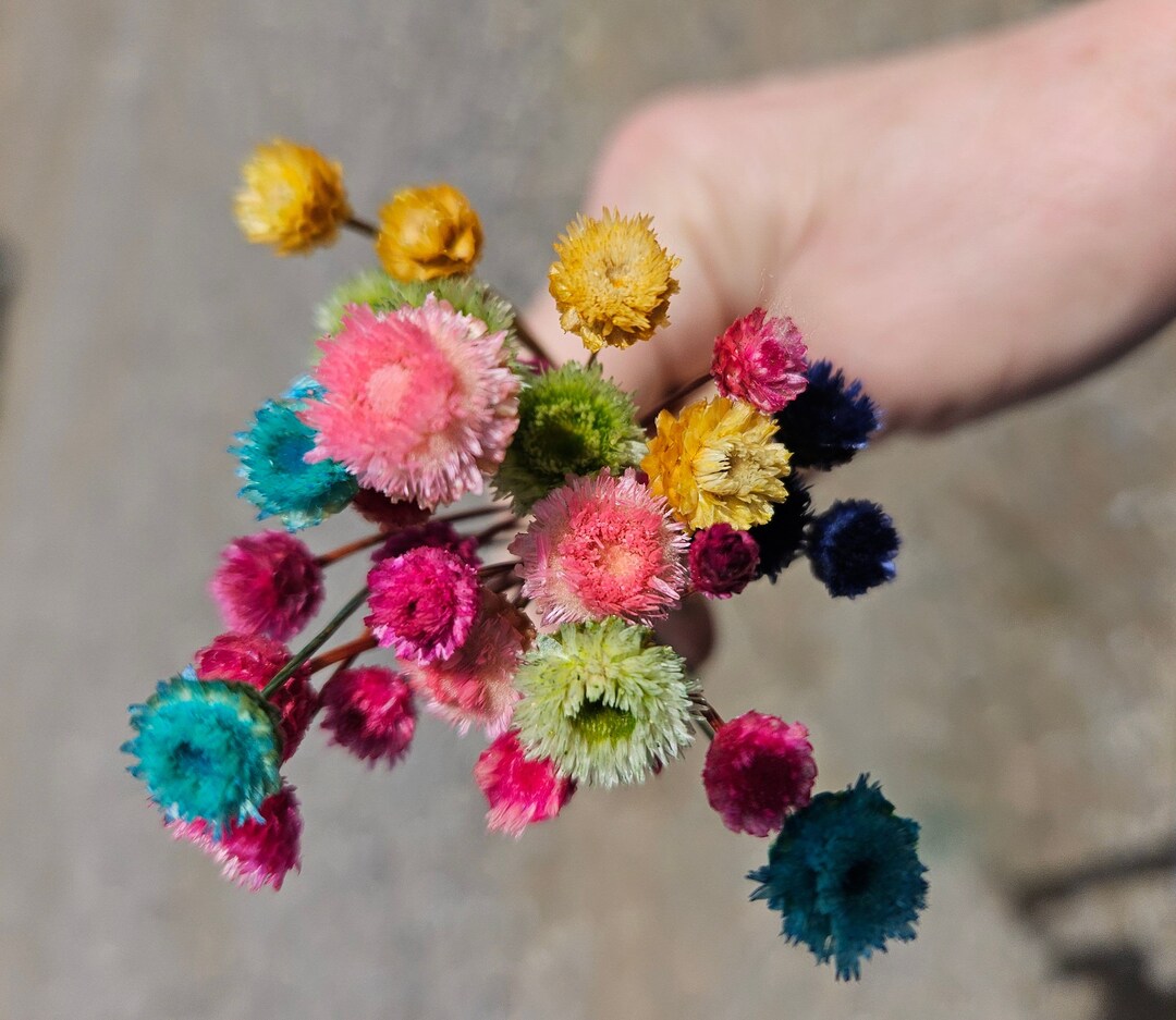 Happy Flowers- 50 Tiny Dried Flowers-dried Mini Wedding Flowers-small ...