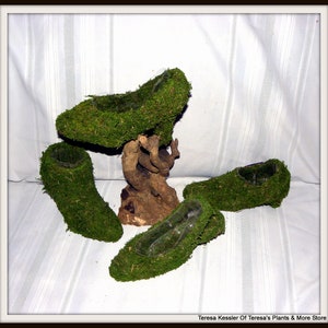 Moss Shoe Planters-shoe Baskets-moss Shoe-moss Boot-moss Planters-moss ...