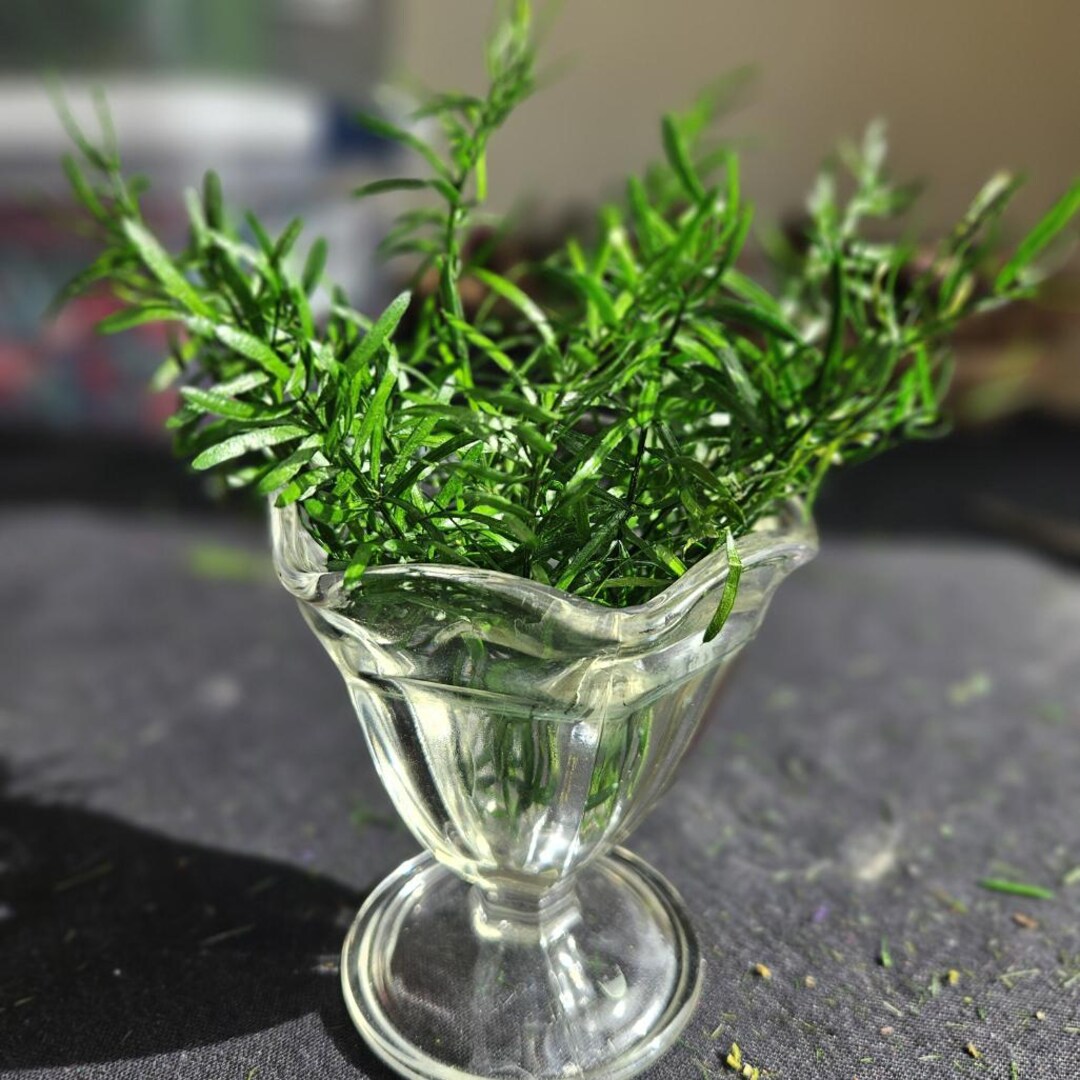 Asparagus Fern - Preserved Plumosa - Sprengeri - Tree Fern Tips – 12 ...