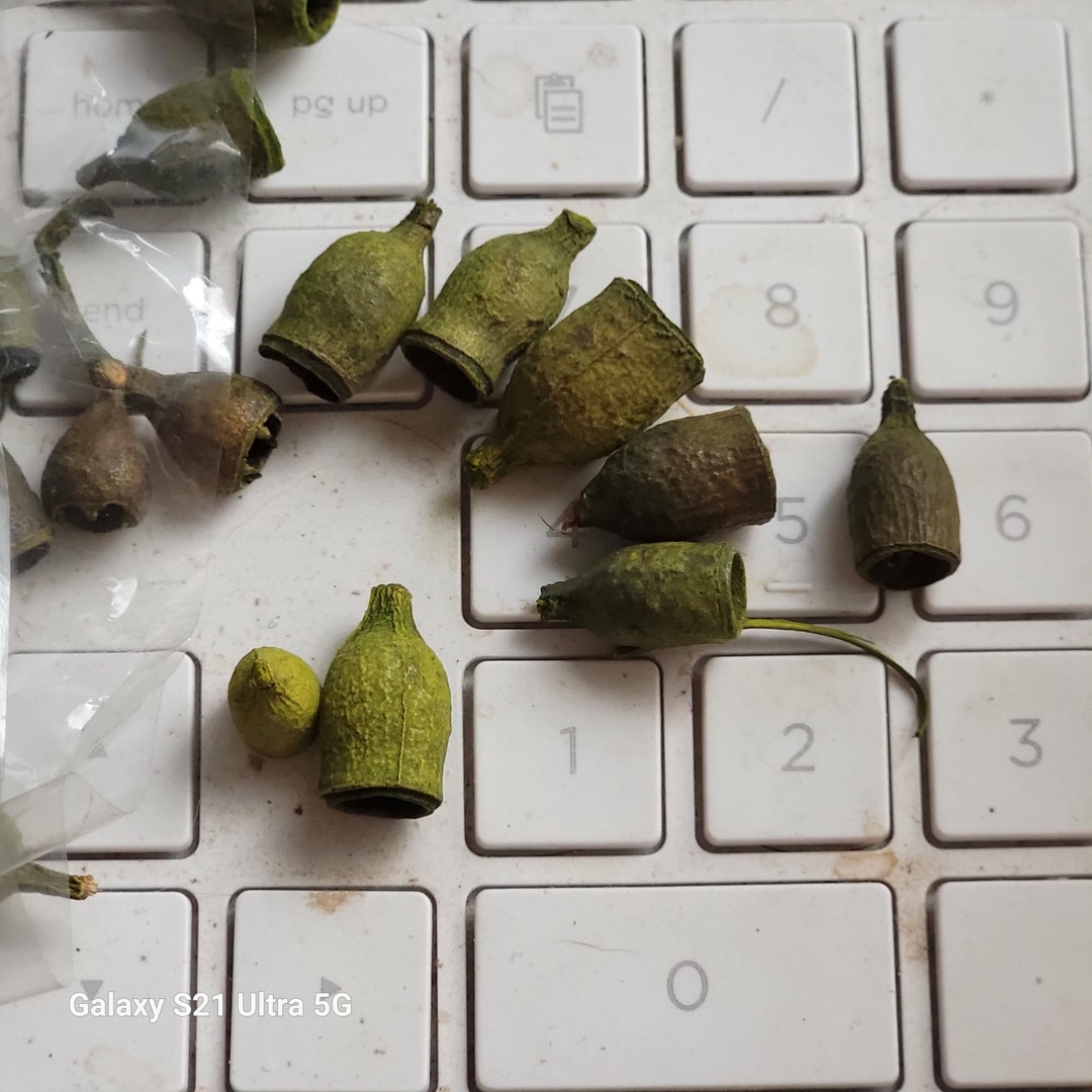 Conical Gum Eucalyptus Pod Pieces 2 Oz Bag Full - Etsy