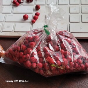 Canella Berry Pods - Bag Contains 1 Oz - Red or Orange - Loose Berries ...