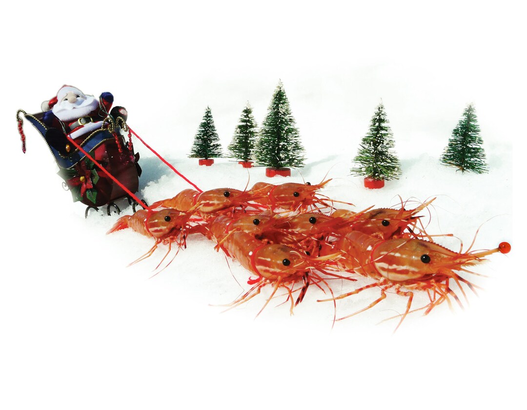 Merry Shrimpmas Card by Shrimp Whisperer AK - Etsy
