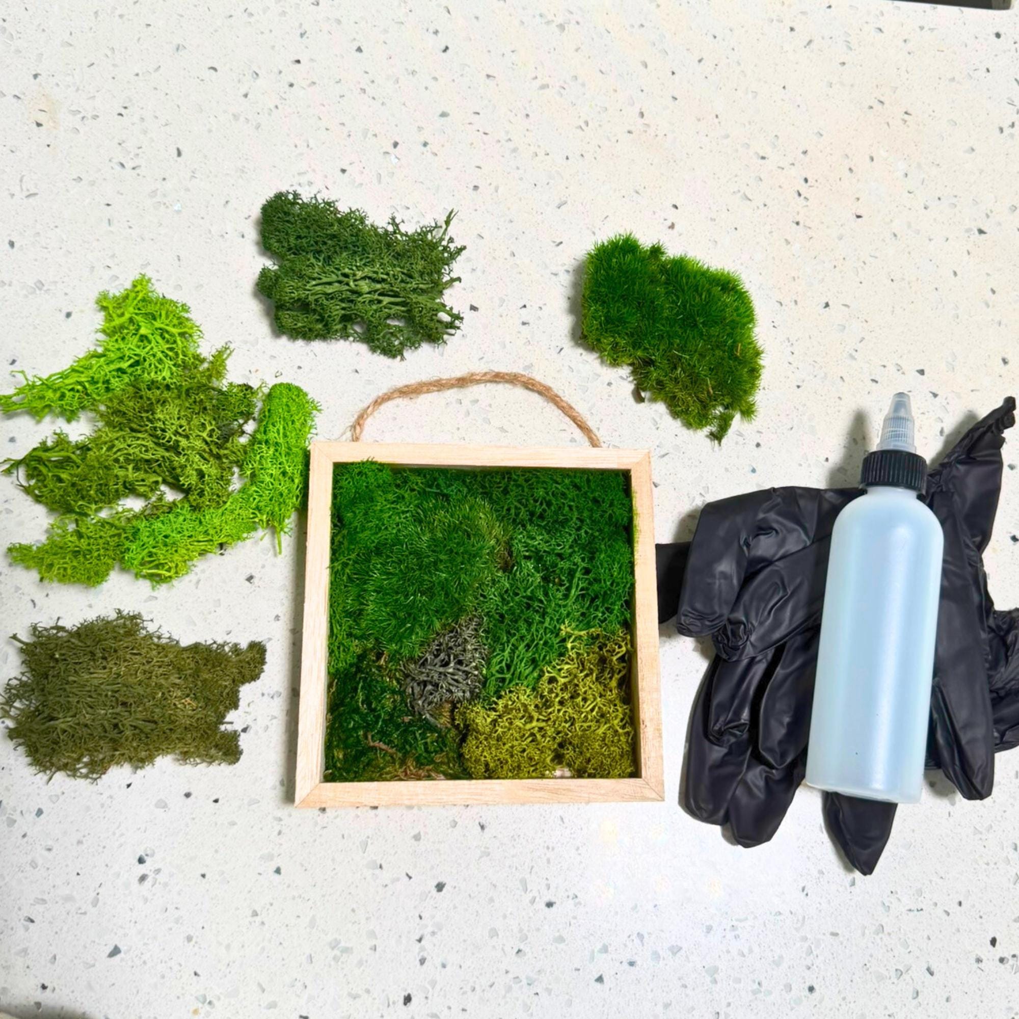 DIY Moss Art Kit – Easy Preserved Moss Frame Craft | Make Your Own ...