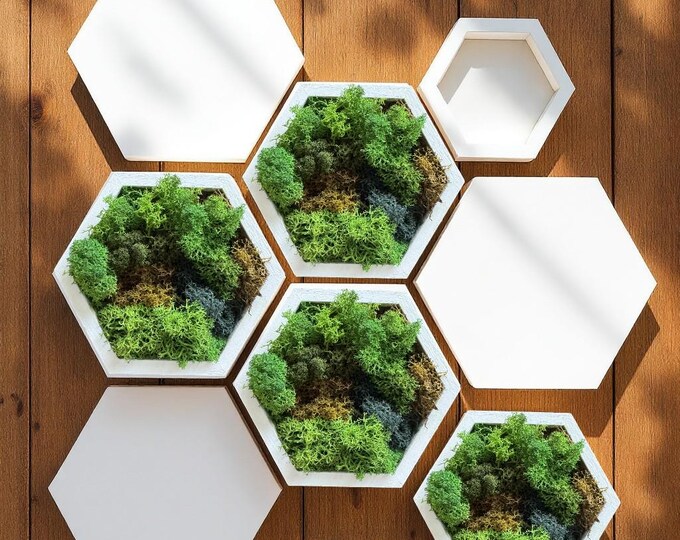 Hexagon Moss Hanging Sculpture Living Wall Art Preserved Moss Hexagonal ...