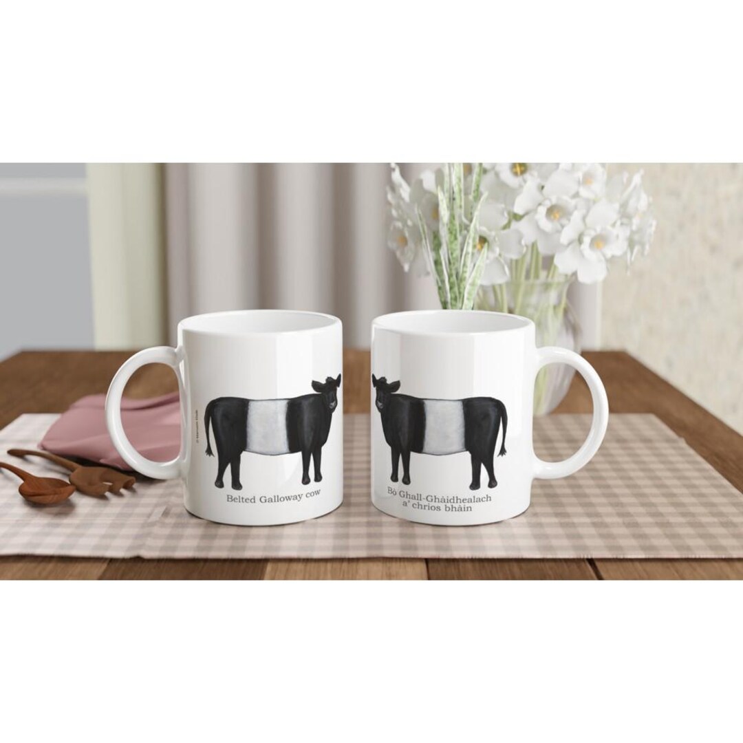 Belted Galloway Cow / Bò Ghall-ghàidhealach A' Chrios Bhàin (scottish ...