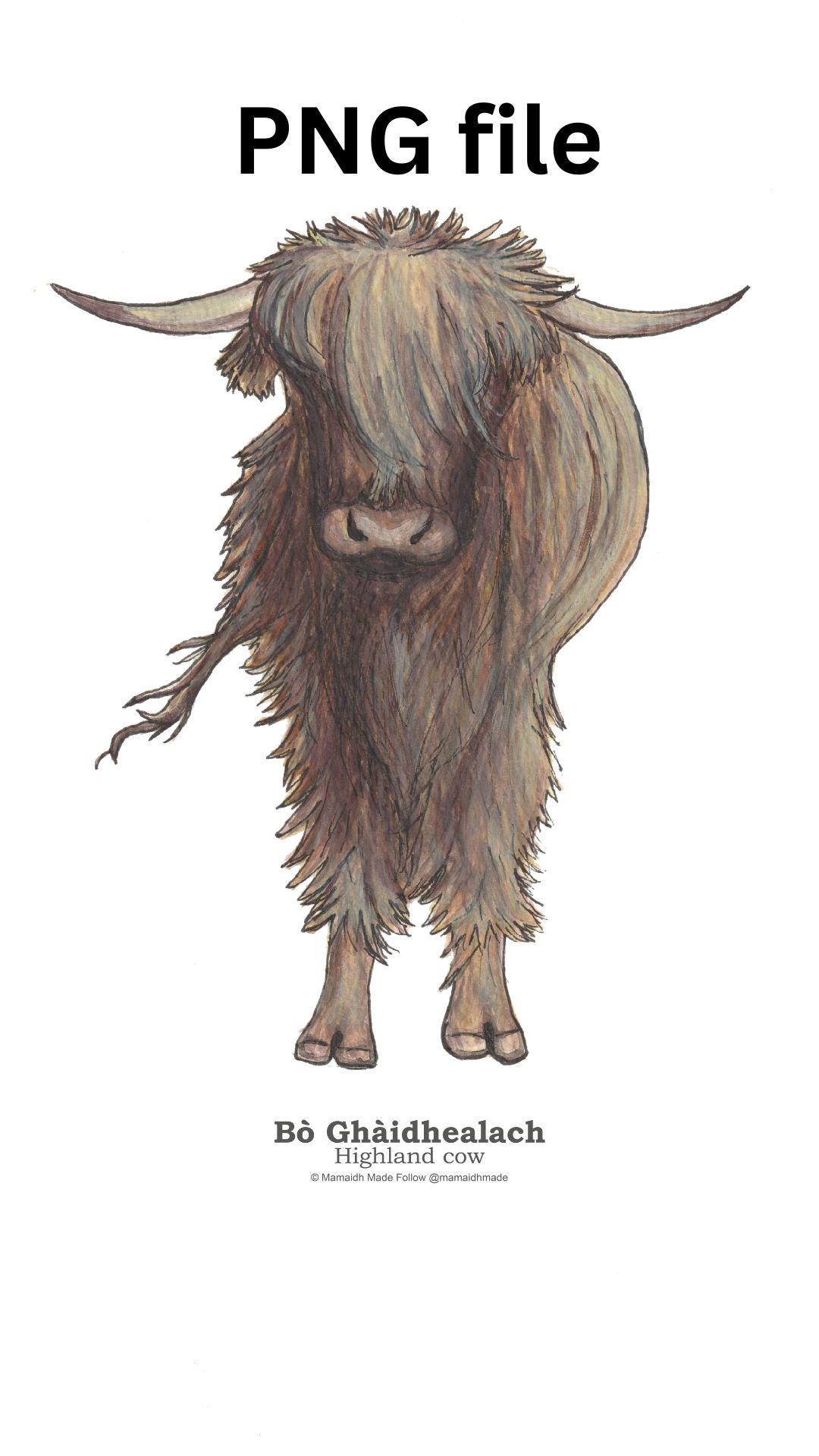 Highland Cow Bò Ghàidhealach in Scottish Gaelic PNG File Transparent ...