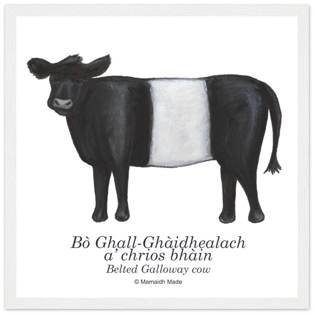 Belted Galloway Cow / Bò Ghall-ghàidhealach A' Chrios Bhàin scottish ...