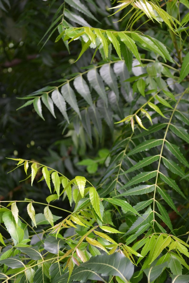 Dried Neem Leaves (azadirachta Indica) - Etsy