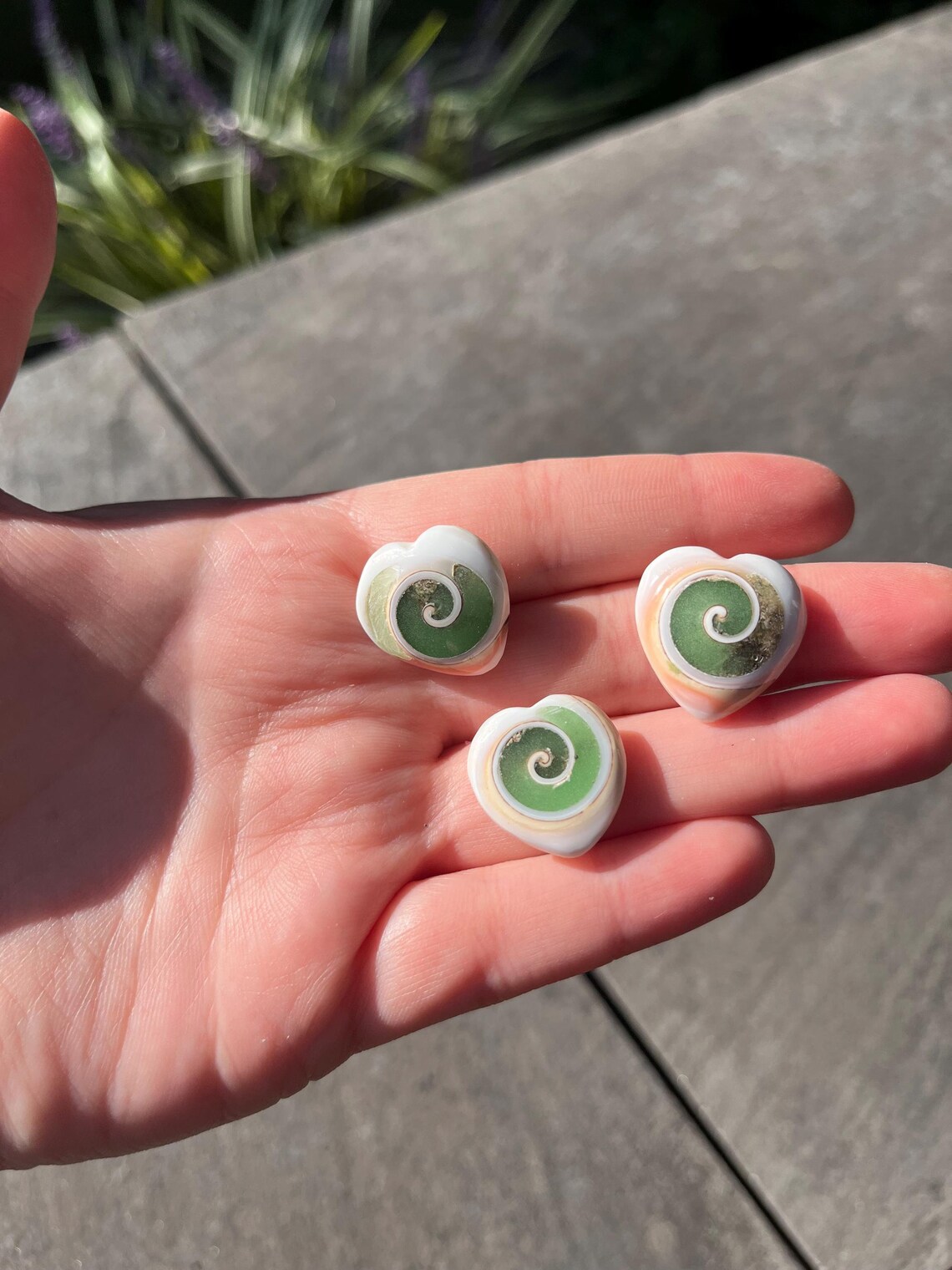 UV Reactive Green Shiva Shell Snail Fossil Heart Cabochon - Etsy