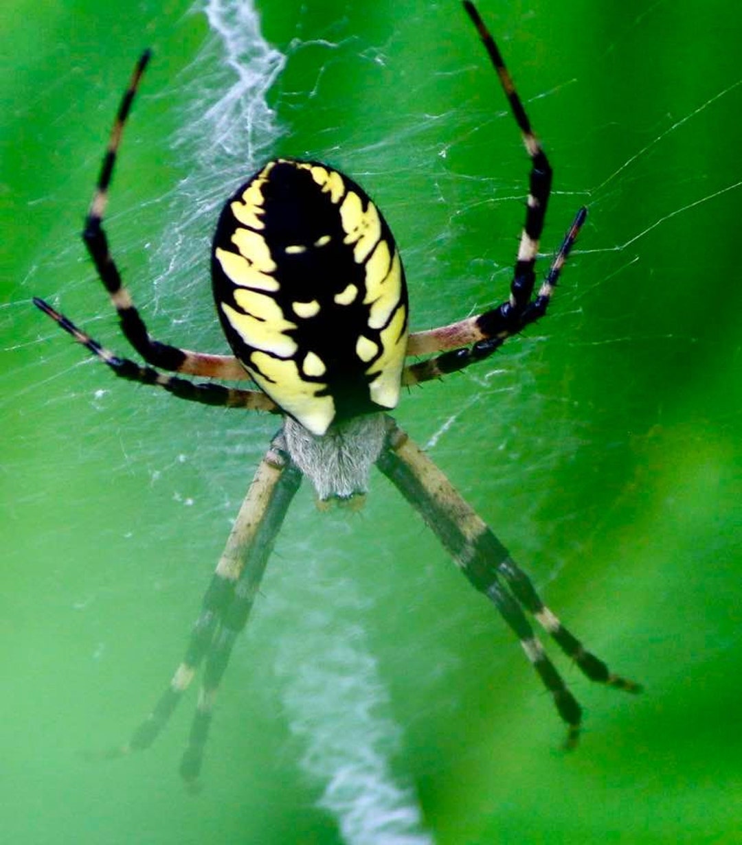 Spooky Yellow Halloween Spider, Halloweenscary Spider, Zipper Spider ...