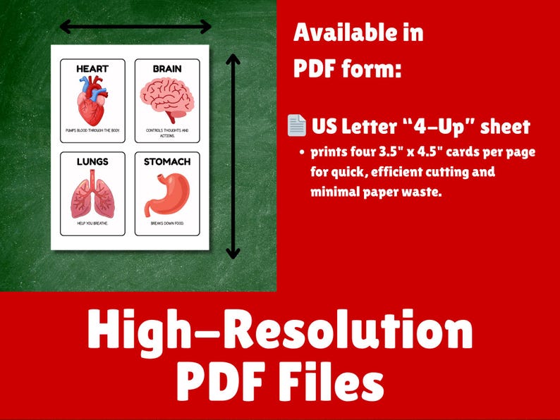 Human Body Internal Organs Flashcards – Printable Anatomy Cards for ...