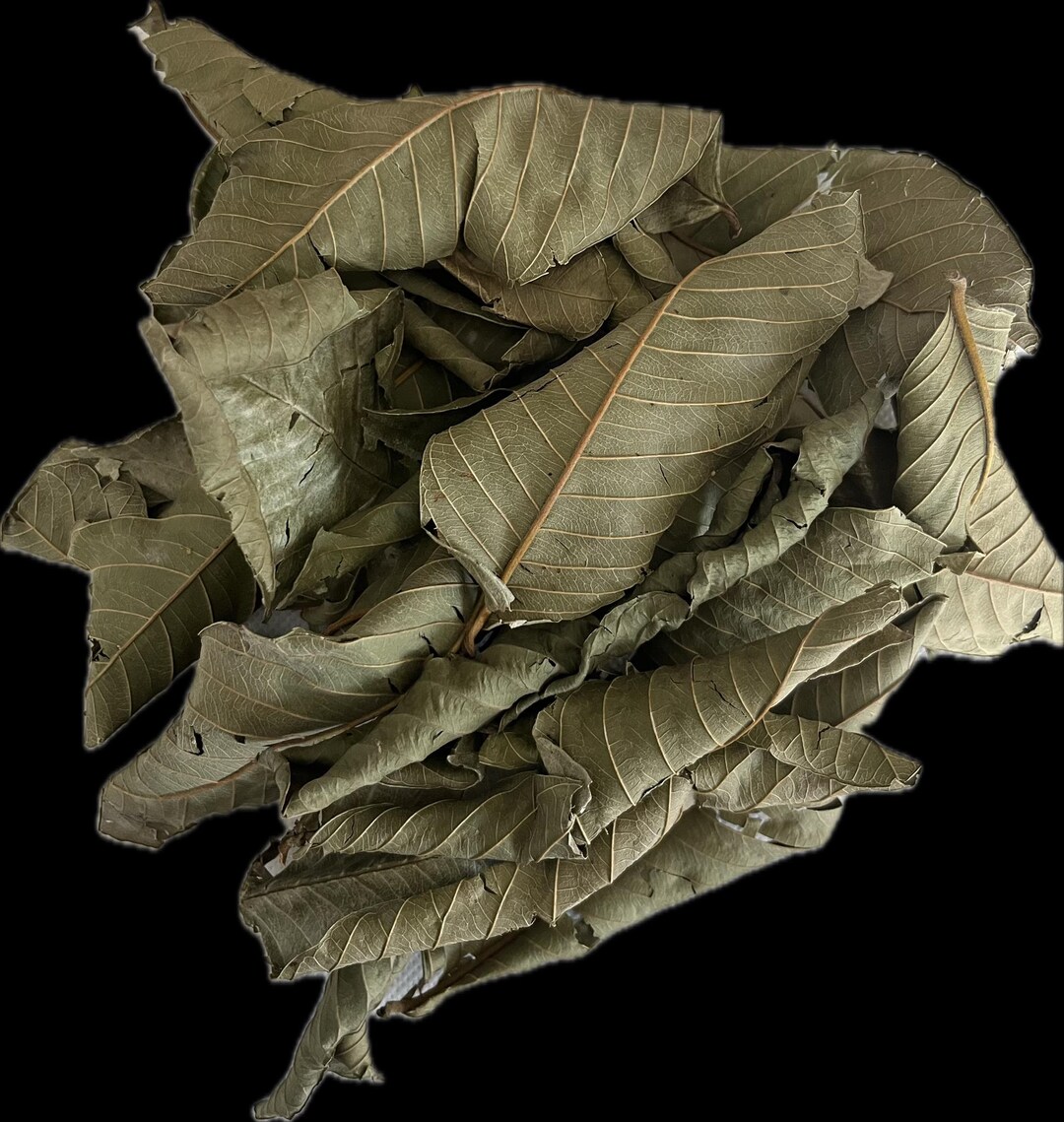 Guava Leaves, 100% Pure Natural Guava Leaf, Jamaica - Etsy