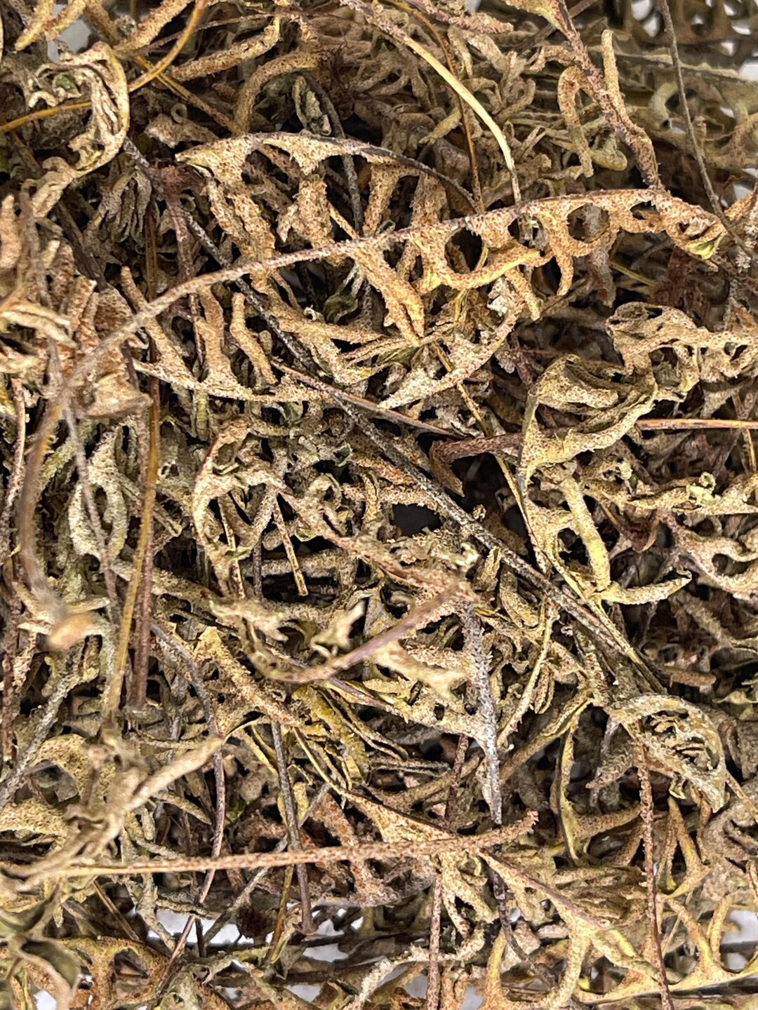 Jamaica Kalawalla Herb | Calaguala | Whole Herbs | Wildcrafted - Etsy