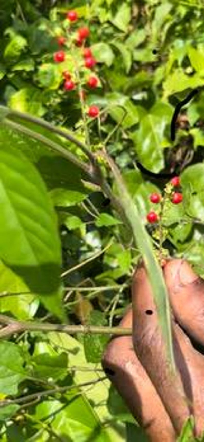 15 Ct (36g)jamaican Dog Blood Bush Herb Tea Bags,(fertility Bush ...