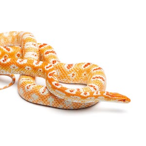 reverse okeetee corn snake