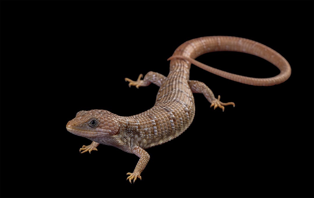 Adult Male Texas Alligator Lizard (gerrhonotus Infernalis) II ...