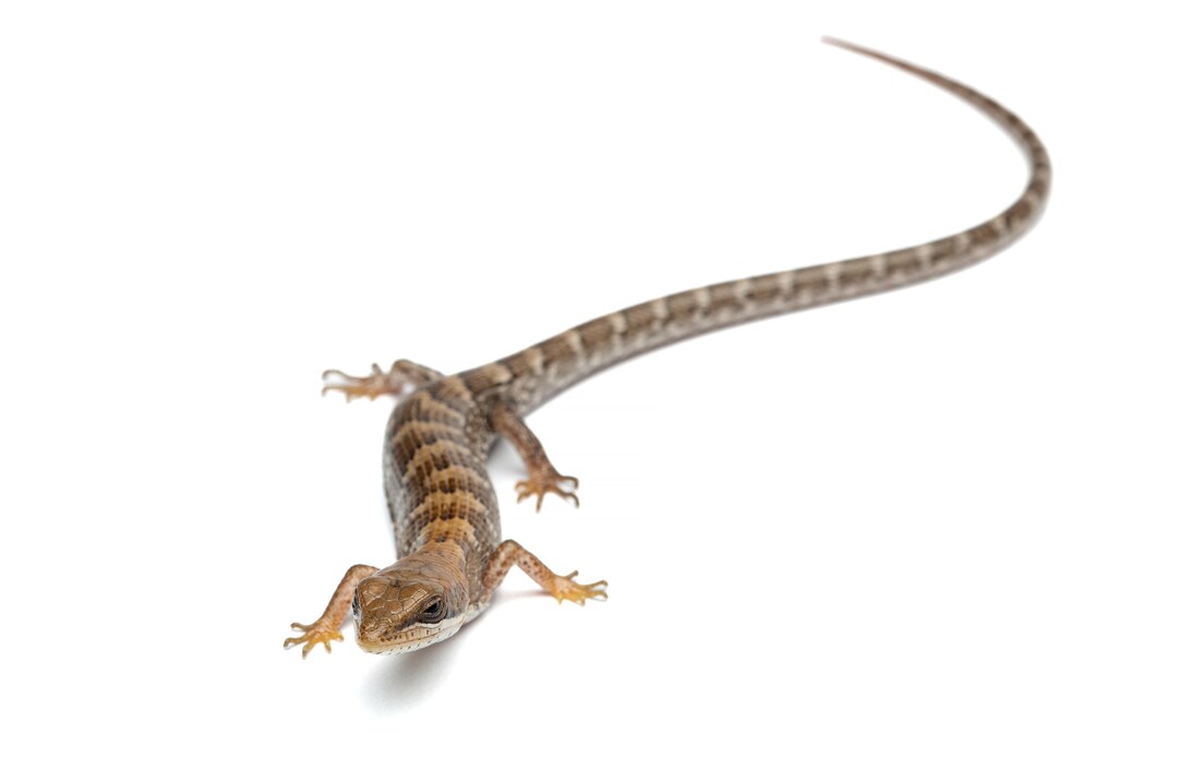 Juvenile Texas Alligator Lizard (gerrhonotus Infernalis) - Photographic ...