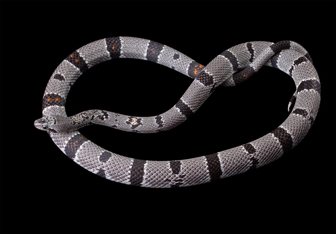 Adult Gray-banded Kingsnake (lampropeltis Alterna) - Photographic Print ...
