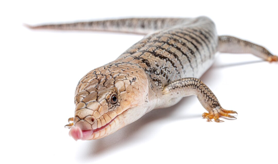 Adult Male Pink-tongued Skink (cyclodomorphus Gerrardii) - Photographic ...