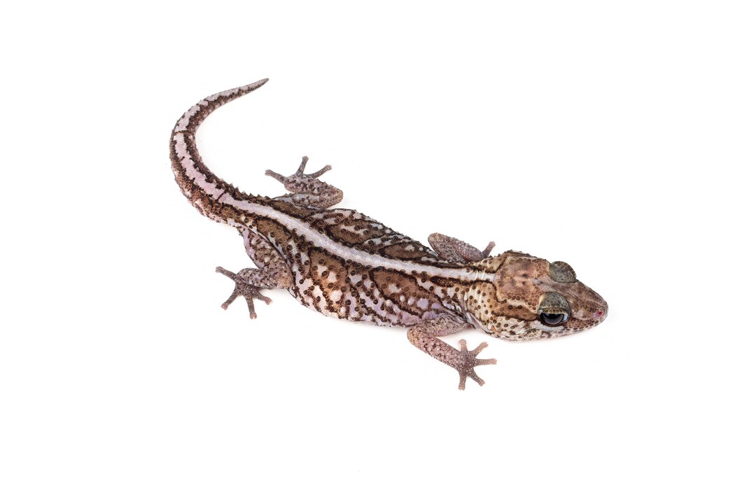 Gravid Female Madagascar Ground Gecko (paroedura Picta) = Photographic ...