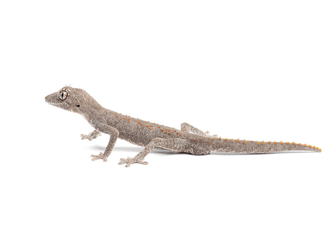 Adult Male Western Shield Spiny-tailed Gecko (strophurus Wellingtonae ...