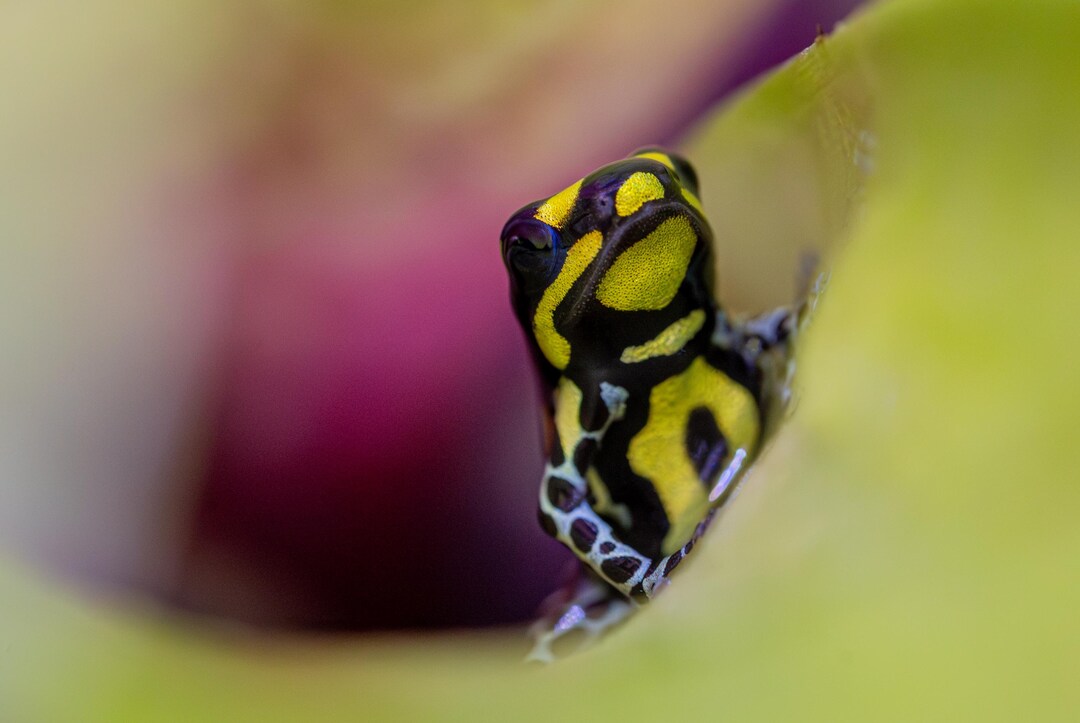 Spotted Poison Frog (ranitomeya Vanzolinii) in Bromeliad - Photographic ...