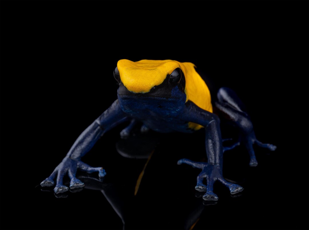 Adult Dendrobates Tinctorius 'citronella' - Photographic Print - Etsy